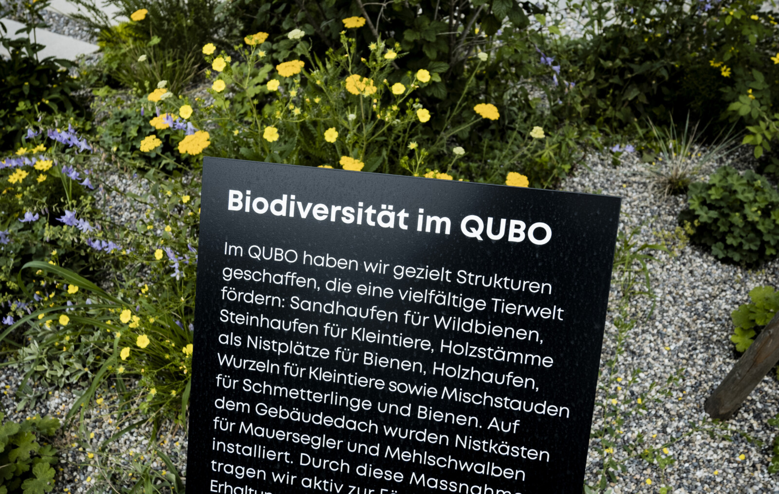 Wie Eberli die Natur in die Architektur integriert - Eberli